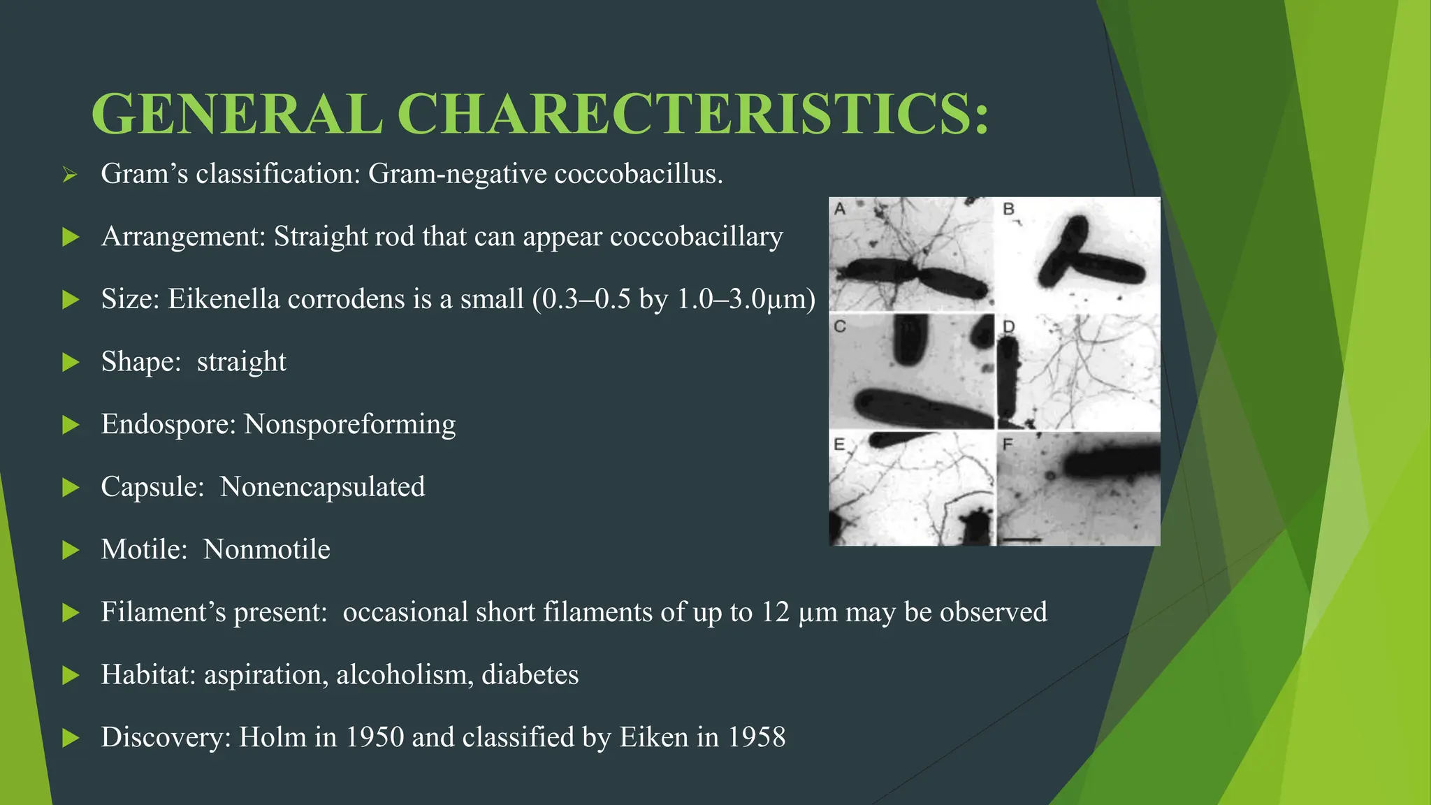 Eikinella corrodans ppt.pathogenic Bacteria | PPTX