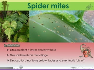 The (im)possibilitiies of biological protection in interior landscaping ...