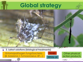 The (im)possibilitiies of biological protection in interior landscaping ...