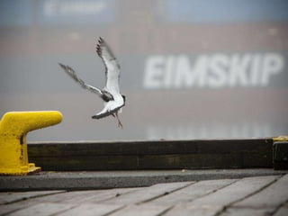 Eimskip Foto Presentation | PPTX