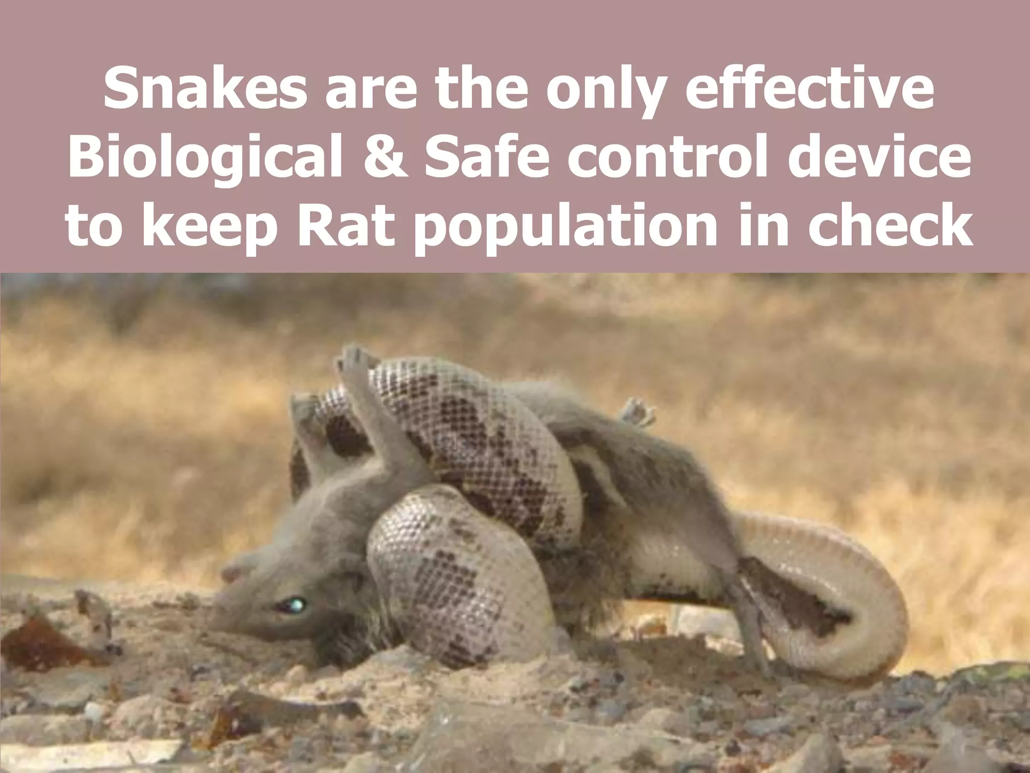 Economic Importance of Animals | PPTX