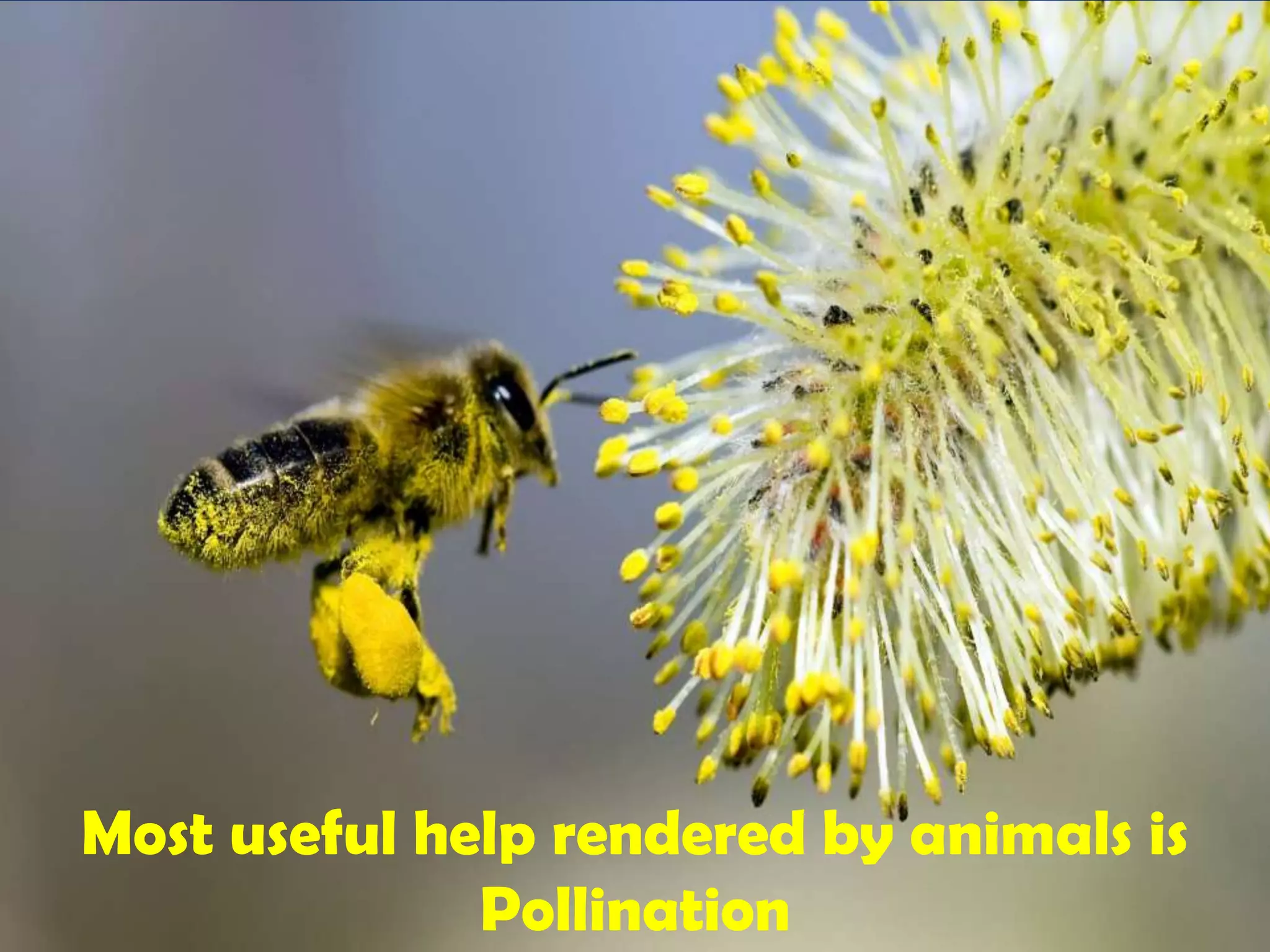 Economic Importance of Animals | PPTX