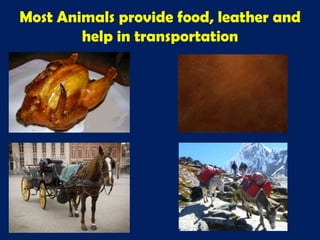 Economic Importance of Animals | PPTX