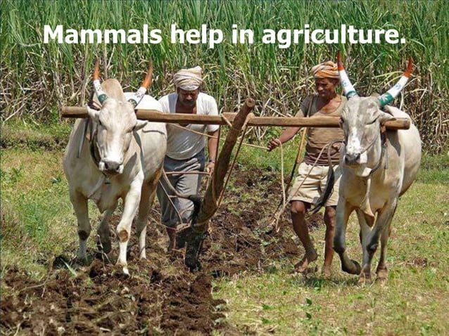 Economic Importance of Animals | PPTX | Beekeeping | Hobbies & Interests