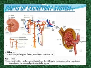 BIOLOGY PPT-EXCRETION IN PLANTS AND ANIMALS | PPTX