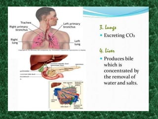 excretion in plants and animals | PPTX