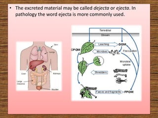 Excretion In Animals And Plants