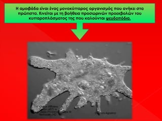 Κινηση-στηριξη μονοκύτταροι και φυτά | PPT