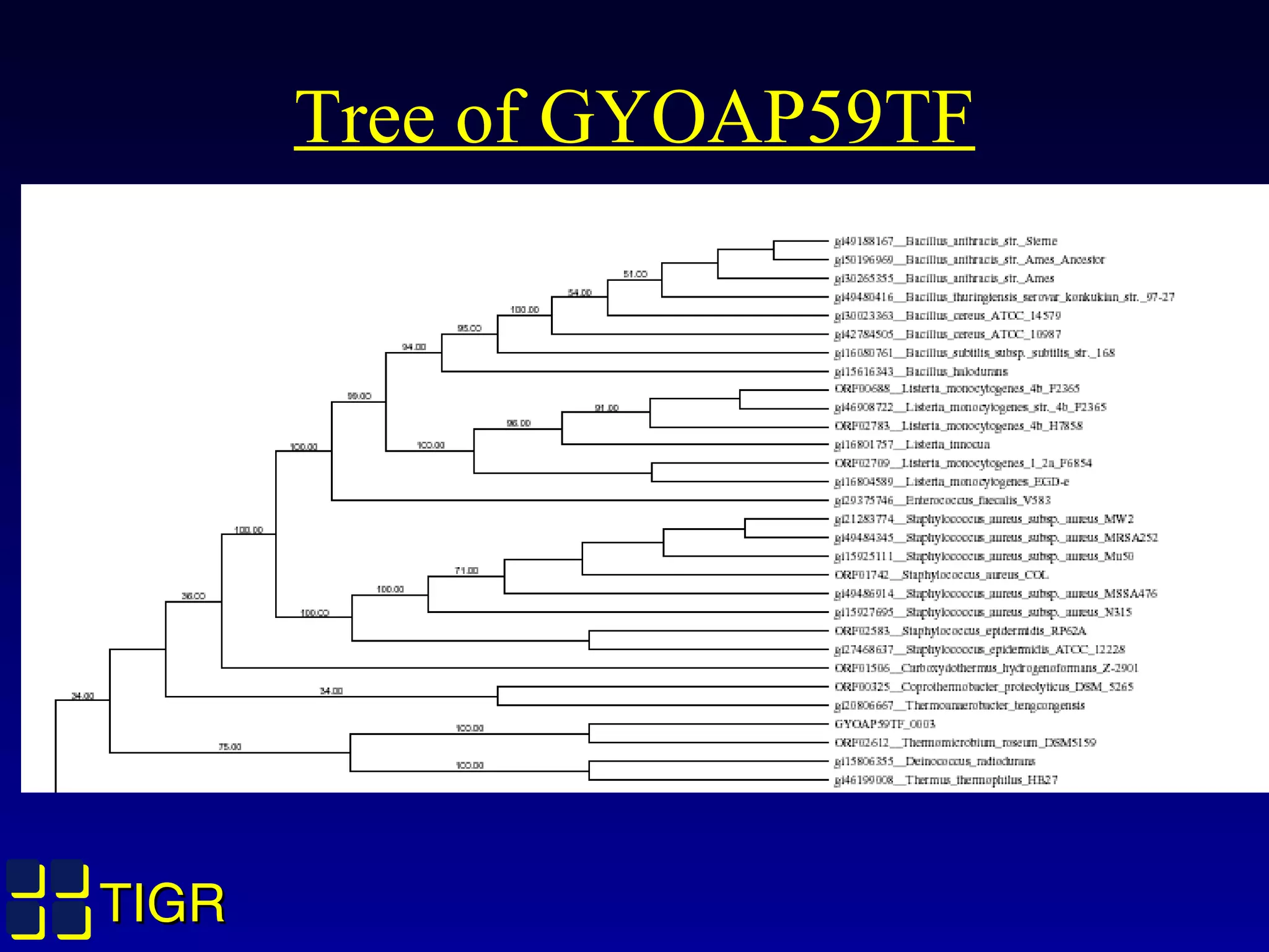 TIGR "Tree of Life" Project Slides (from 2004) | PPT