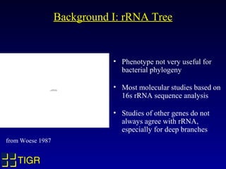 TIGR "Tree of Life" Project Slides (from 2004) | PPT | Biological ...
