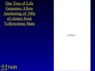 TIGR "Tree of Life" Project Slides (from 2004) | PPT | Biological ...