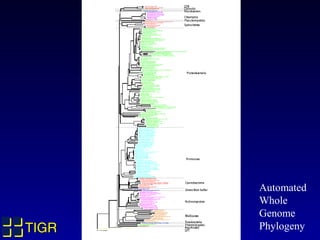 TIGR "Tree of Life" Project Slides (from 2004) | PPT | Biological ...