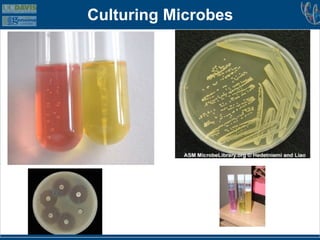 Great Plate Count Anomaly DNACulturing