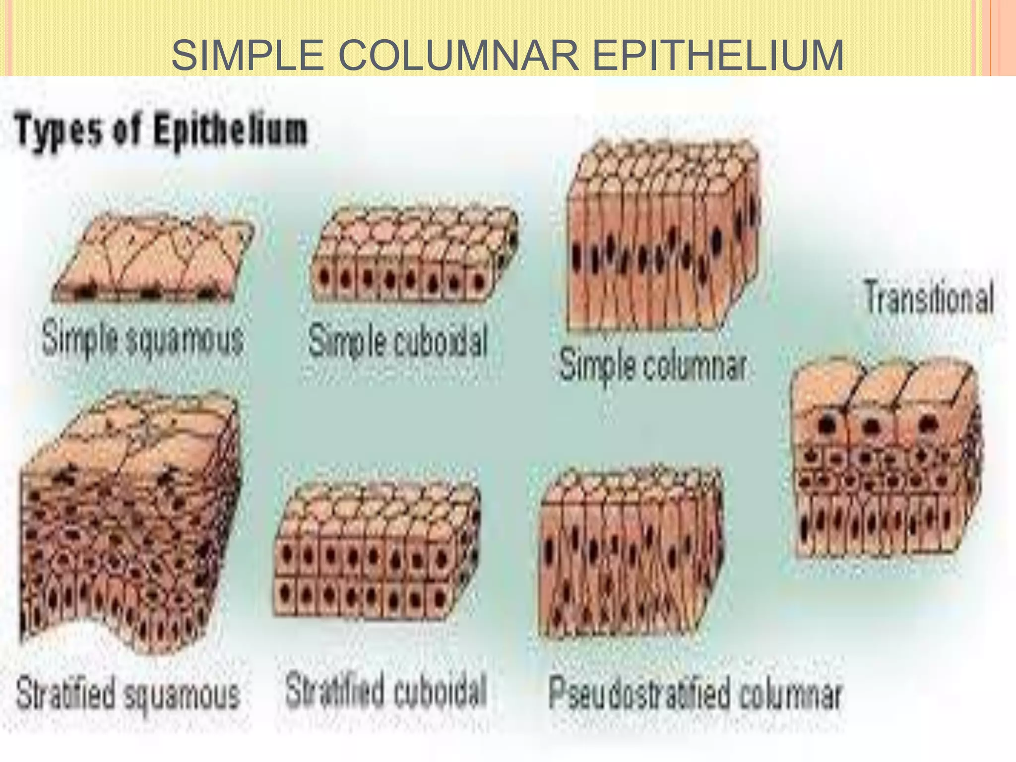 Eithelial tissue,connective tissue by Dr Jyoti Prakash Pani Associate ...