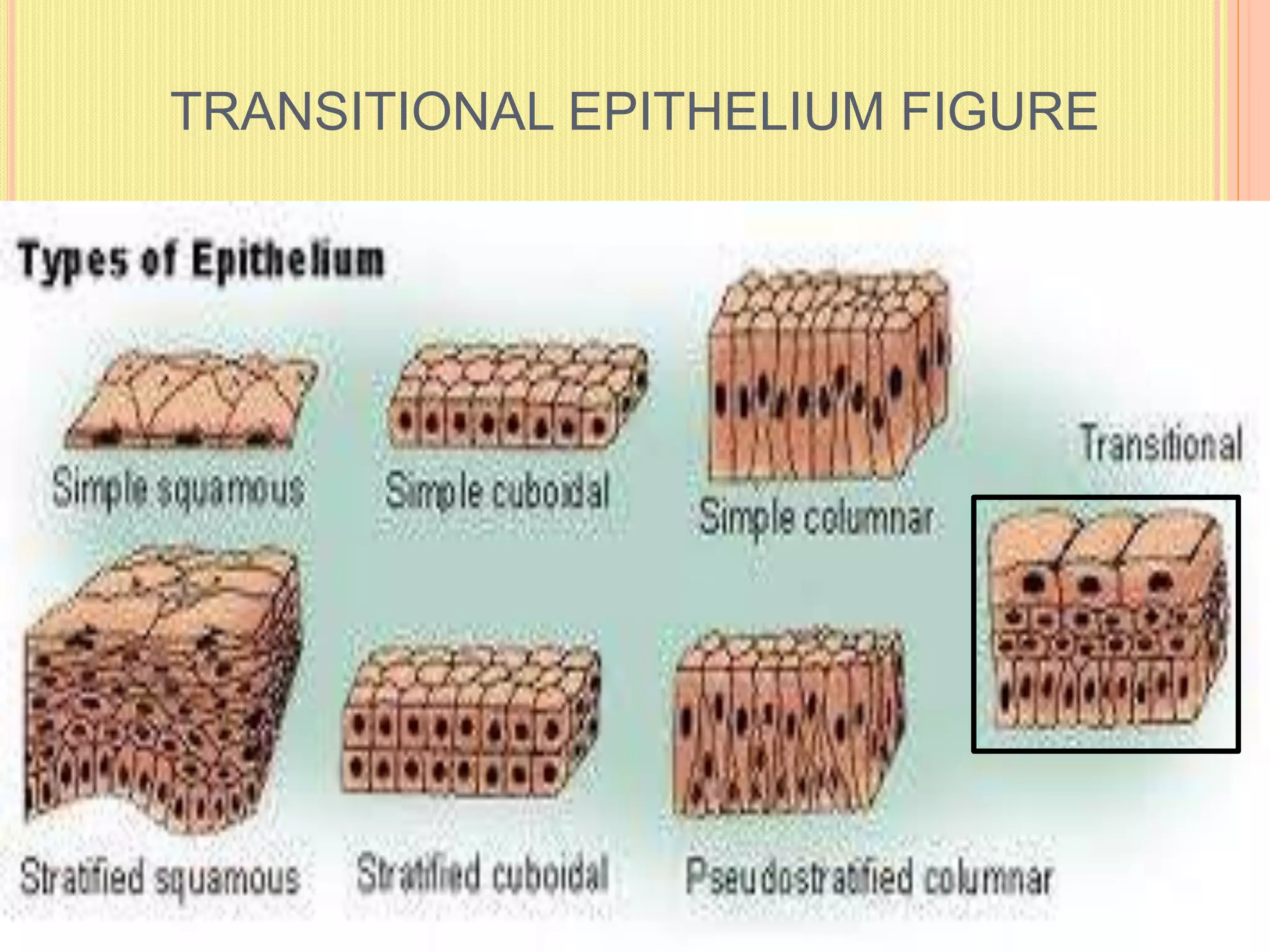 Eithelial tissue,connective tissue by Dr Jyoti Prakash Pani Associate ...