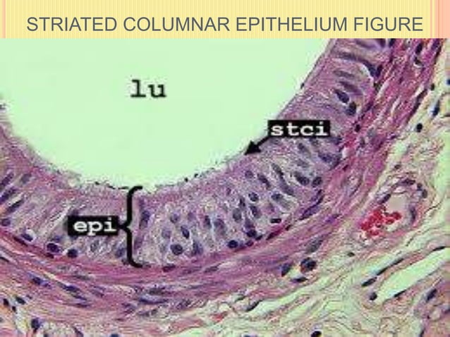 Eithelial tissue,connective tissue by Dr Jyoti Prakash Pani Associate ...