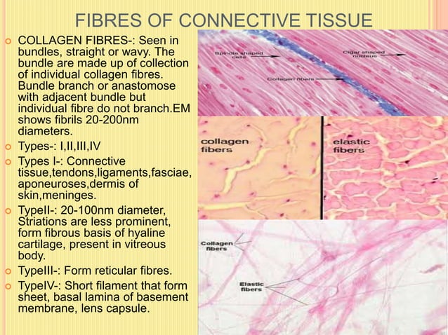 Eithelial tissue,connective tissue by Dr Jyoti Prakash Pani Associate ...
