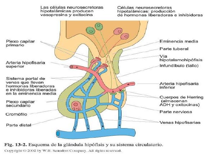 Origen De La Hipófisis | Hipófisis: características, funciones ...