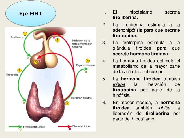 Eje hipotálamo hipófisis-tiroidess