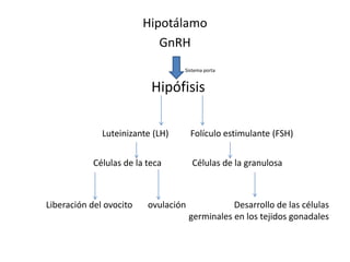 Eje hipotálamo hipofisario-gonadal | PPTX