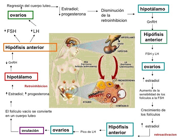 Eje hipotálamo hipófisis ovario