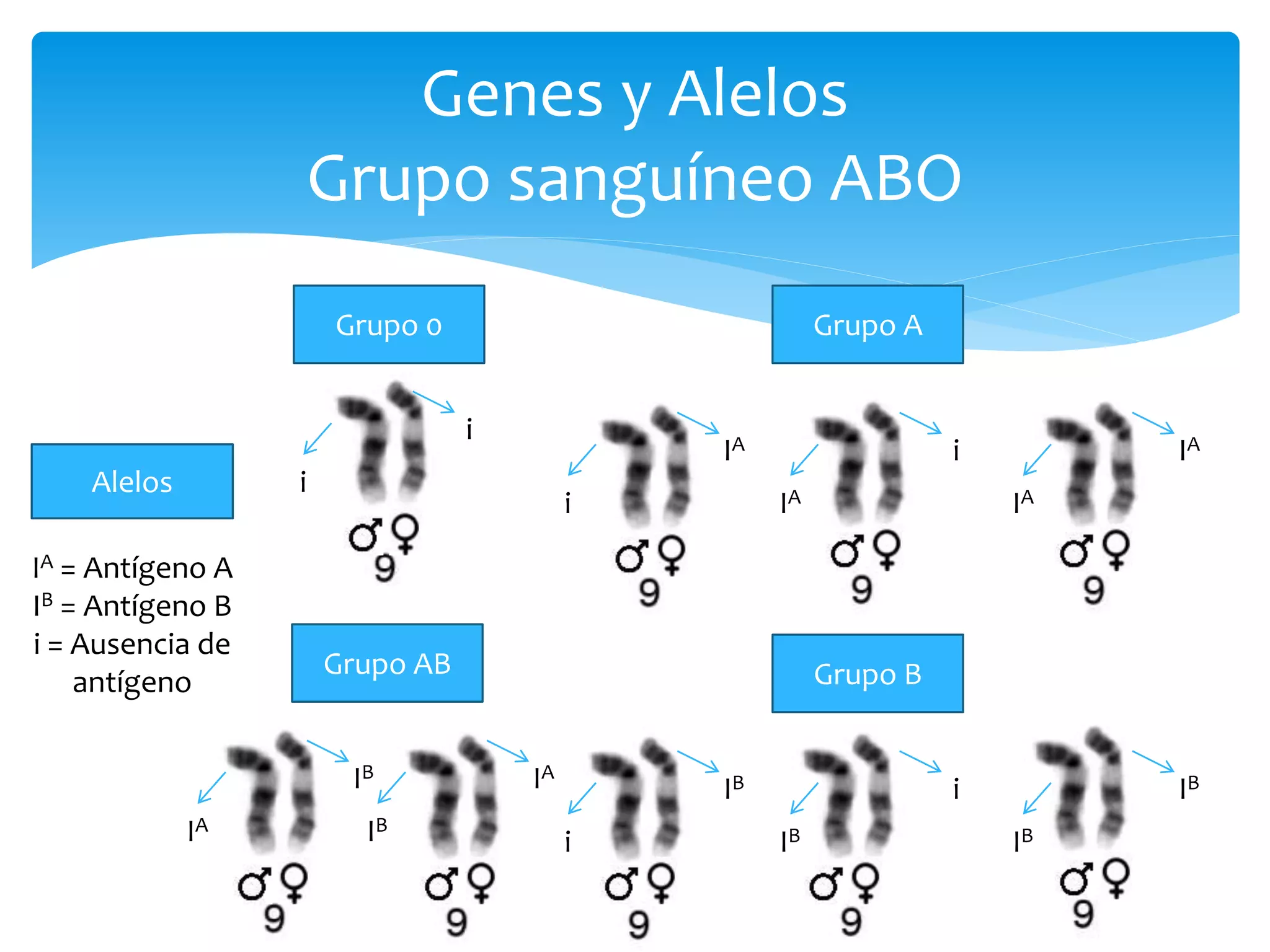 Ejemplo de locus y alelo.pptx