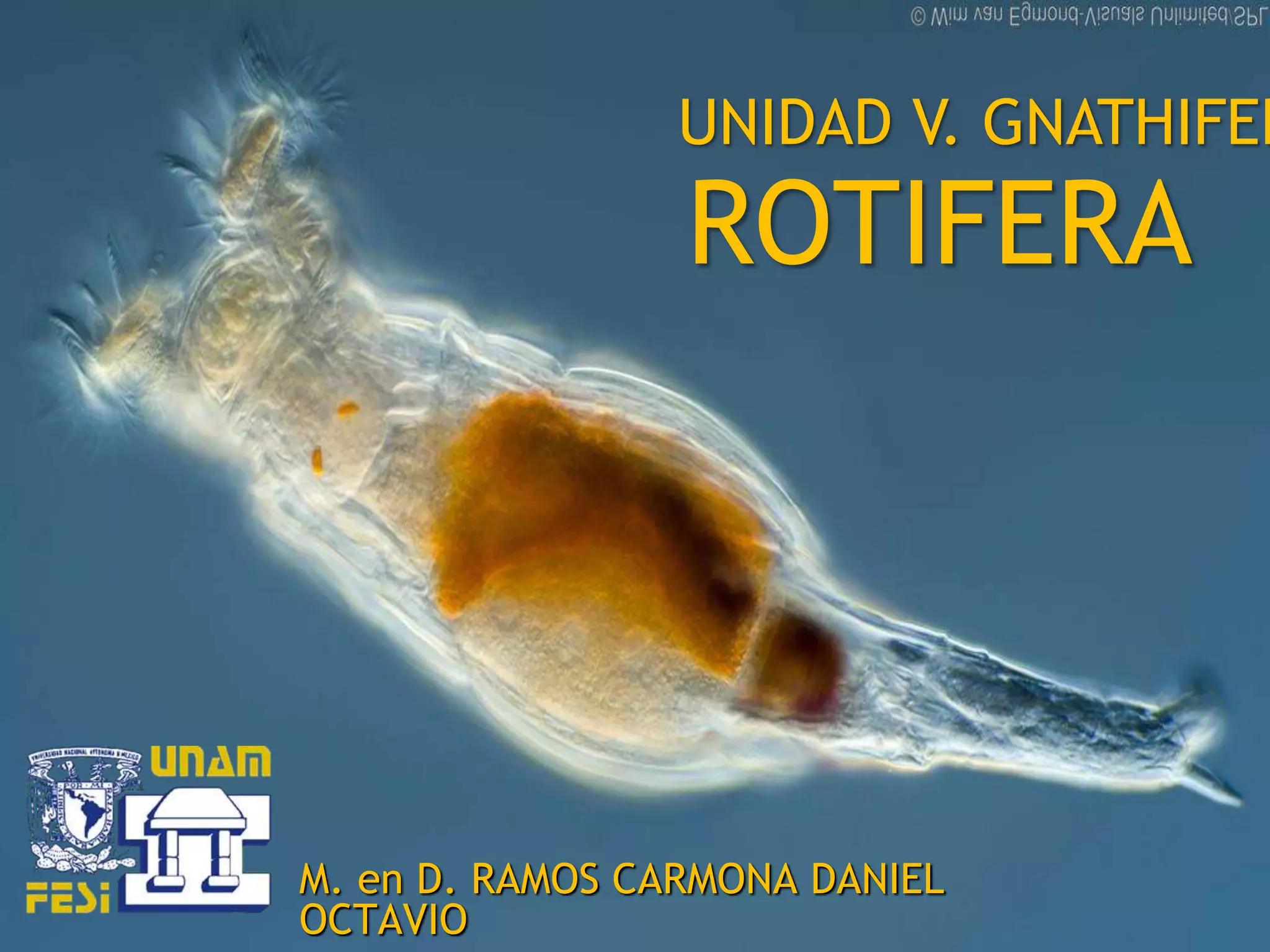 Rotifera | PPTX
