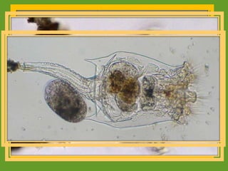 Rotifera | PPTX