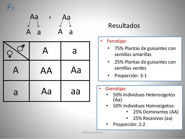 1Era Ley De Mendel - slingo