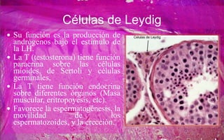 EJE HIPOTALAMO HIPOFISIS TESTICULO | PPTX