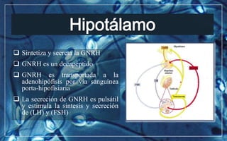 EJE HIPOTALAMO HIPOFISIS TESTICULO | PPTX