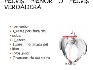 Ejes de pelvis | PPTX