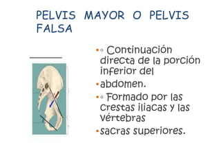 Ejes de pelvis | PPTX