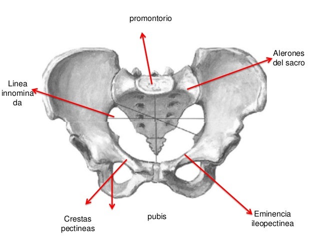 Ejes de pelvis