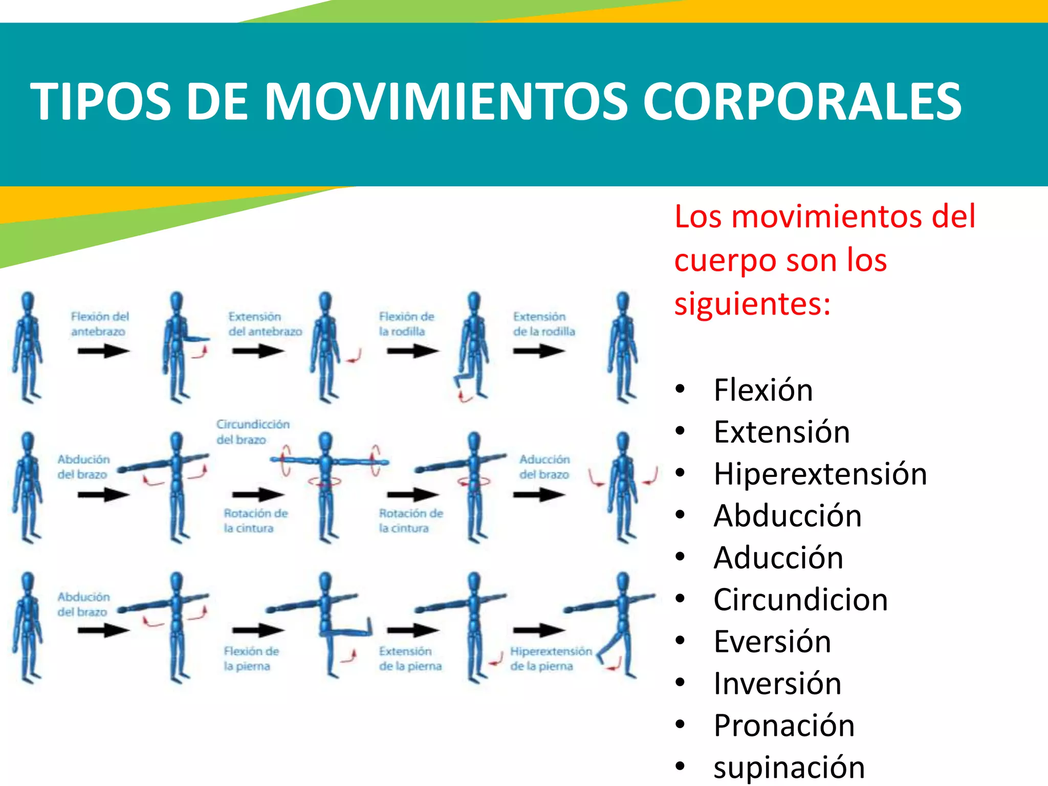 Ejes y planos de movimientos del cuerpo humano | PPTX