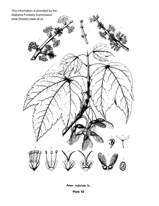 Red maple | PDF