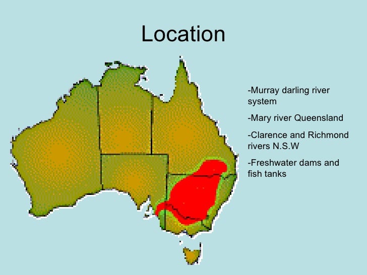 Murray Cod Australian fauna aquatic life endemic fish