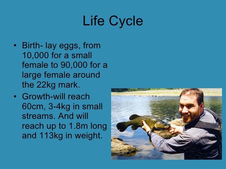 Murray Cod Australian fauna aquatic life endemic fish