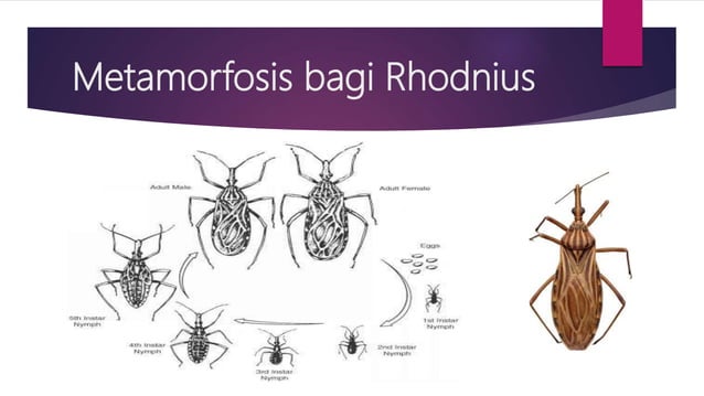 Ekdisis dan Metamorfosis | PPTX