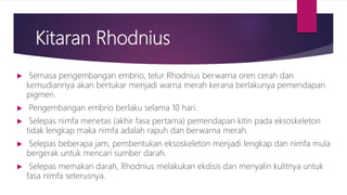 Ekdisis dan Metamorfosis | PPTX
