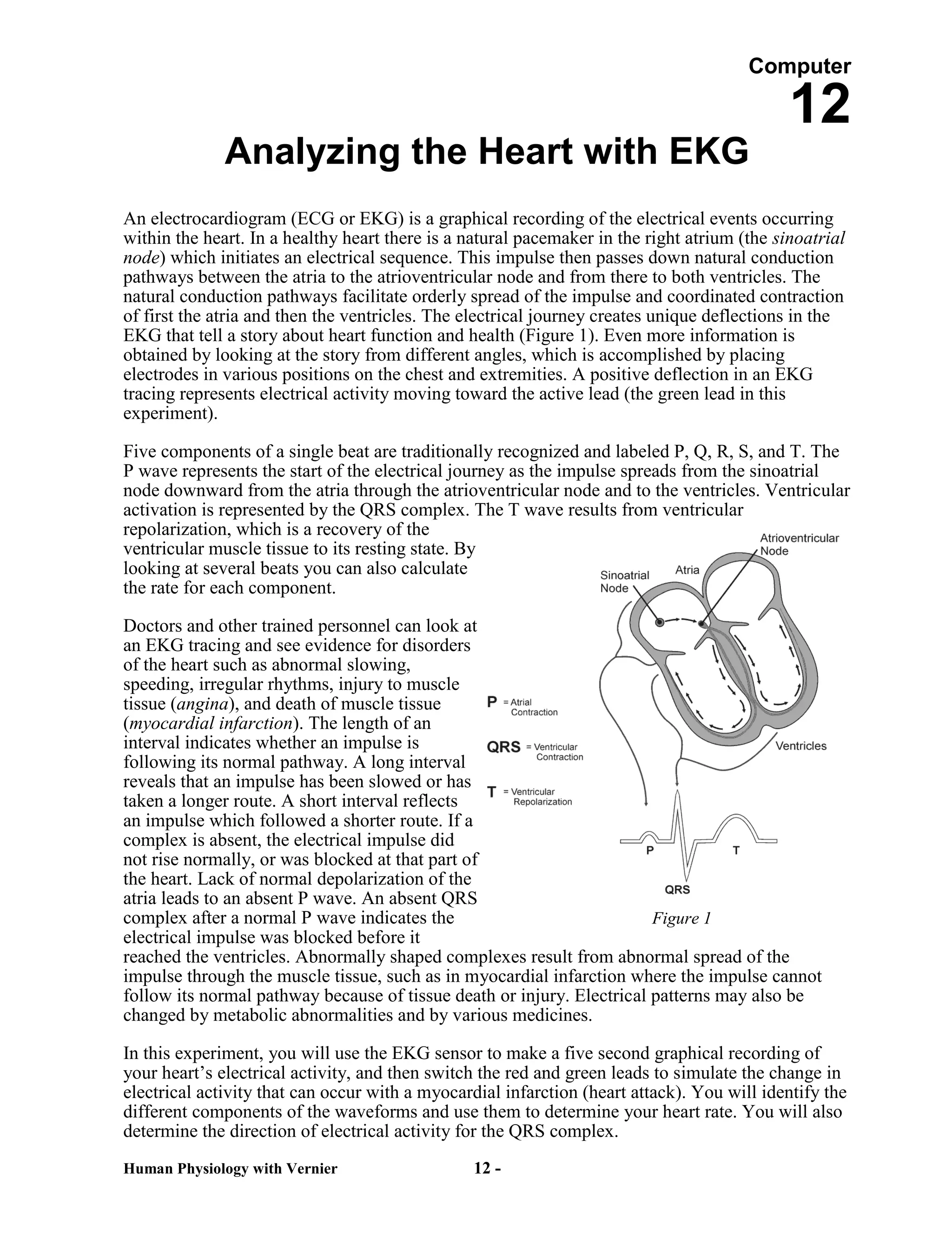 Ekg | PDF