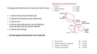 ELECTROCARDIOGRAMA UNA INTERPRETACION BASICA | PPTX
