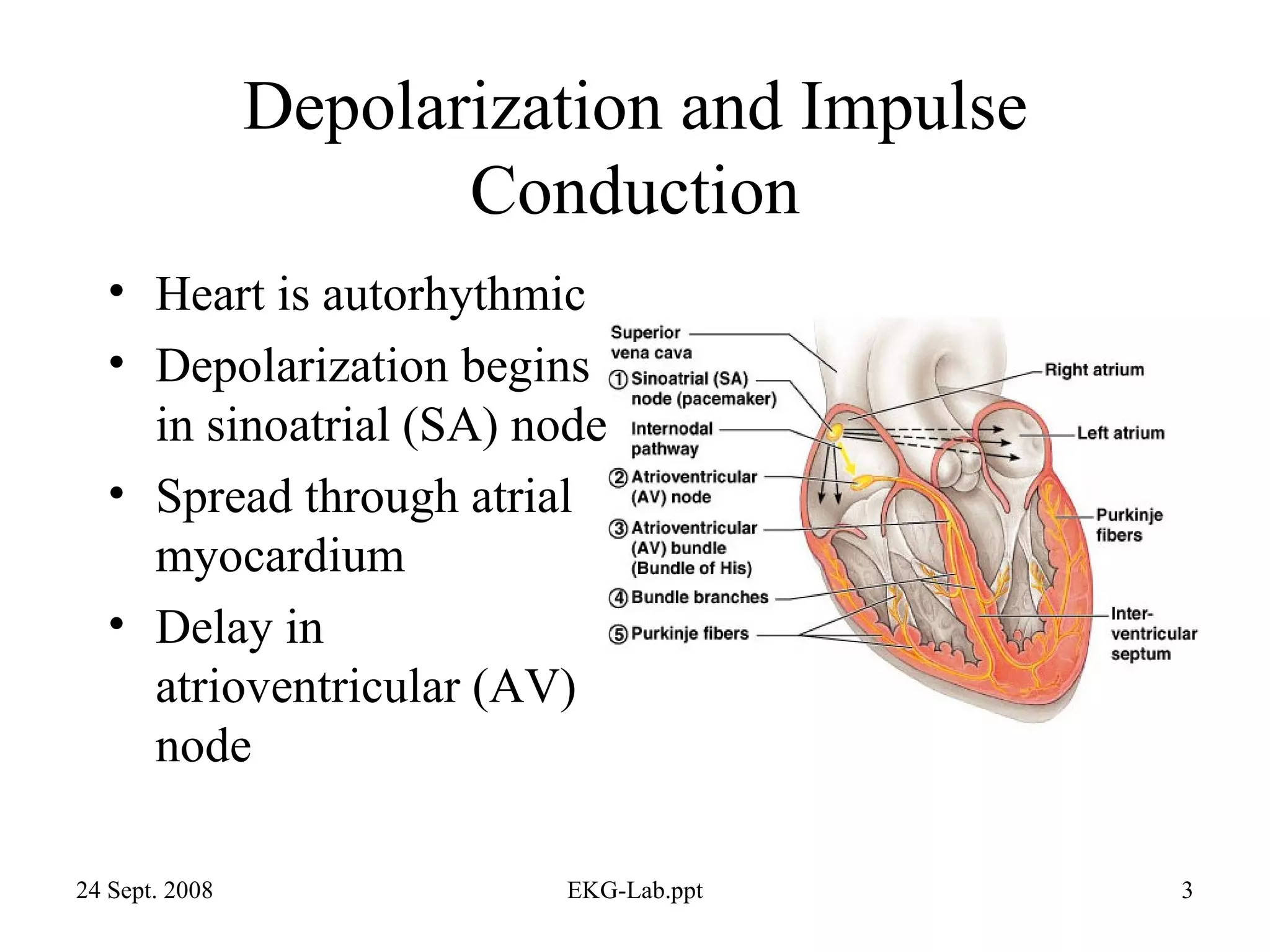 Ekg labCardiac electrophysiology | PPT | Heart and Cardiovascular ...