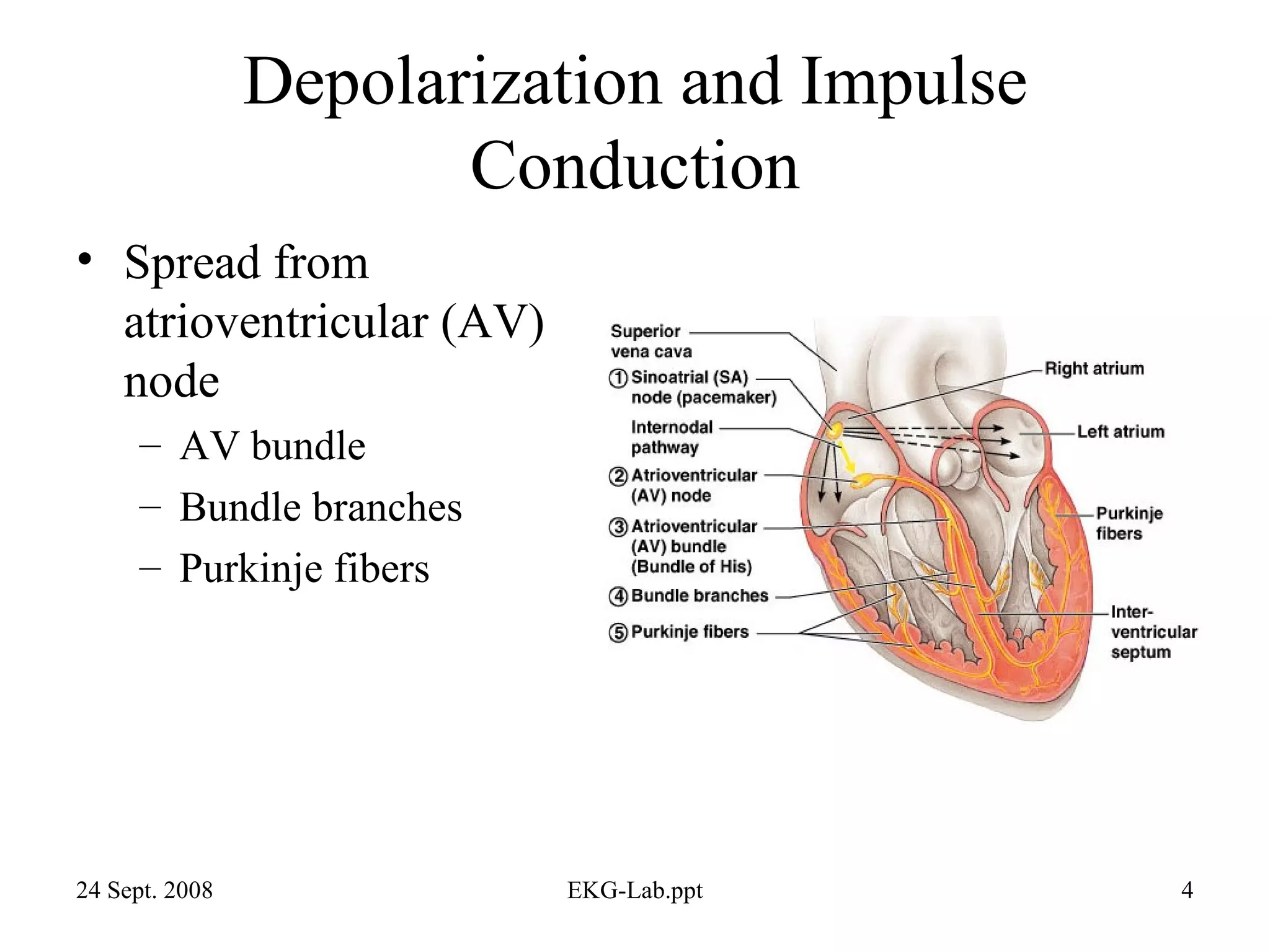 Ekg labCardiac electrophysiology | PPT | Heart and Cardiovascular ...