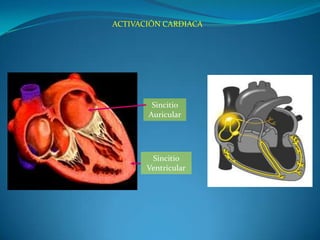 Ekg. unidad ii. pimen | PPTX