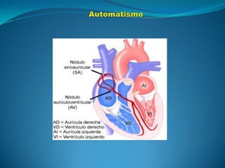 Ekg. unidad ii. pimen | PPTX