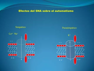 Ekg. unidad ii. pimen | PPTX