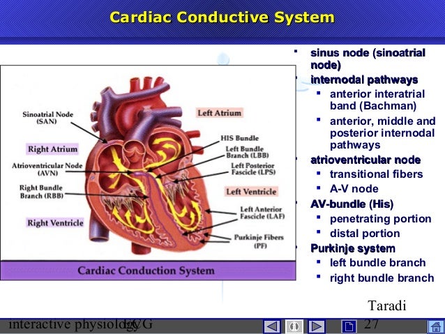 Electrocardiography (ECG or EKG)