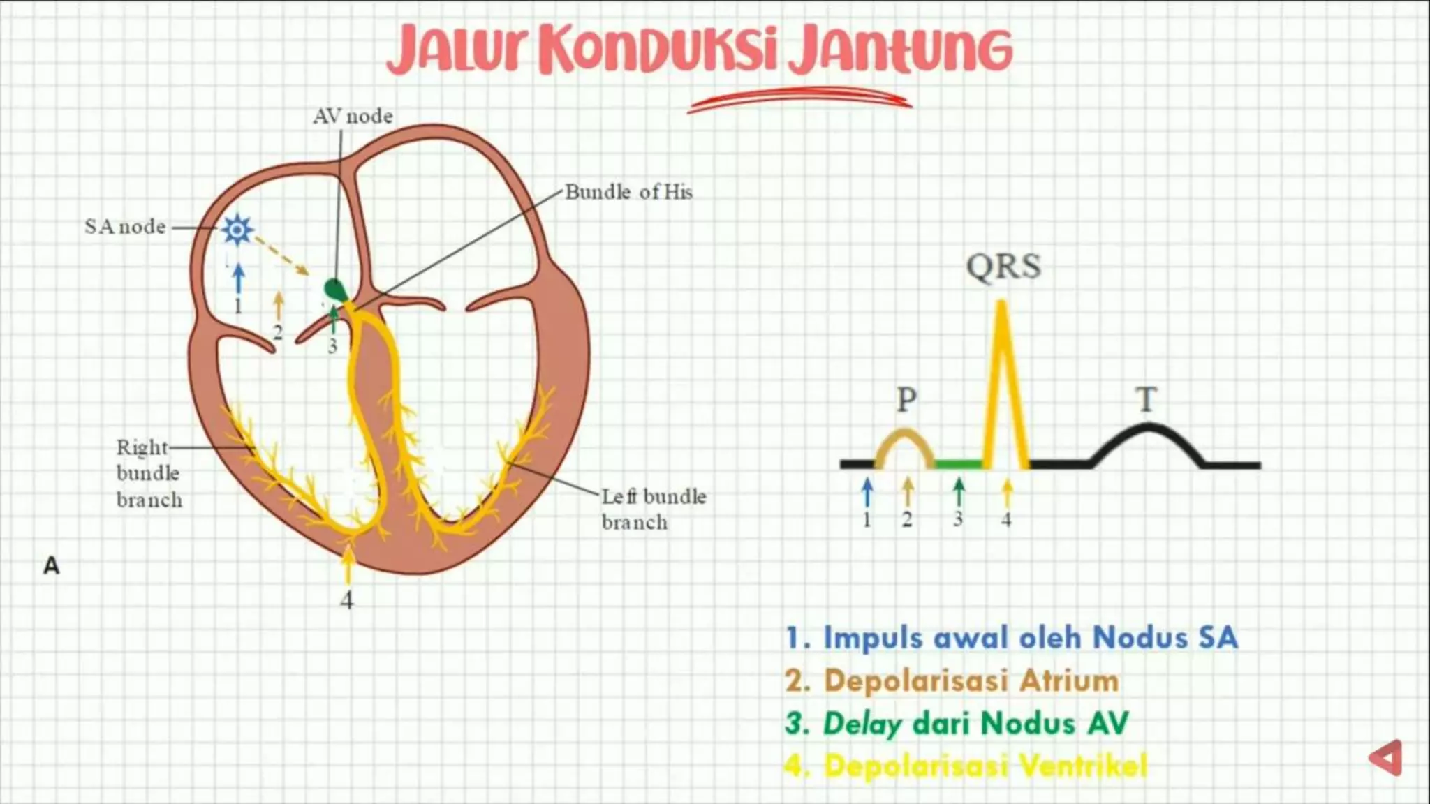 EKG part 1.pptx