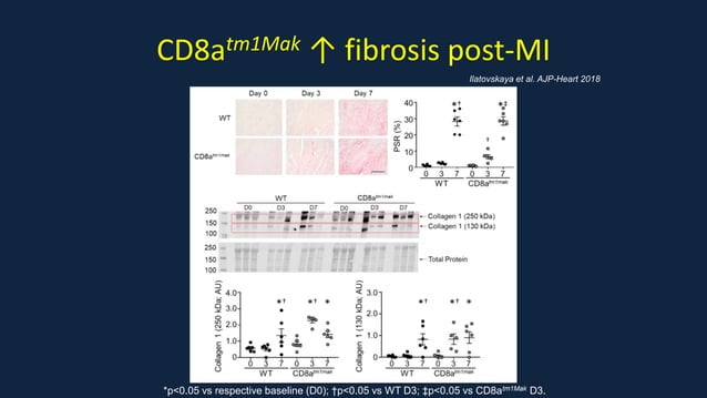 Using EKG to Confirm MI in Mouse Model of Permanent LAD Occlusion | PPTX